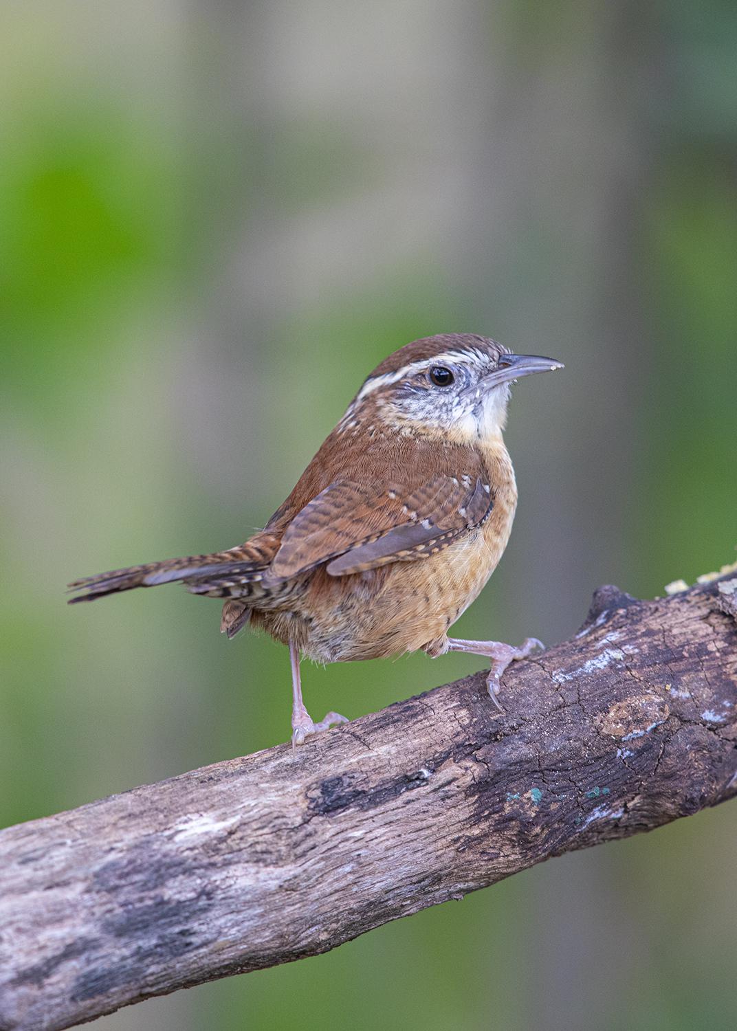 Time to say goodbye to old bird friends, get ready to make some new ones