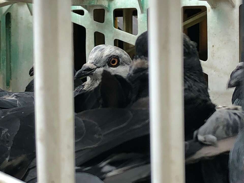 Hundreds of Houston pigeons illegally captured for hunting freed by ...