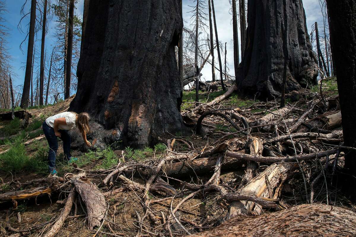 Giant sequoias — long survivors of the forest — succumbing to climate ...