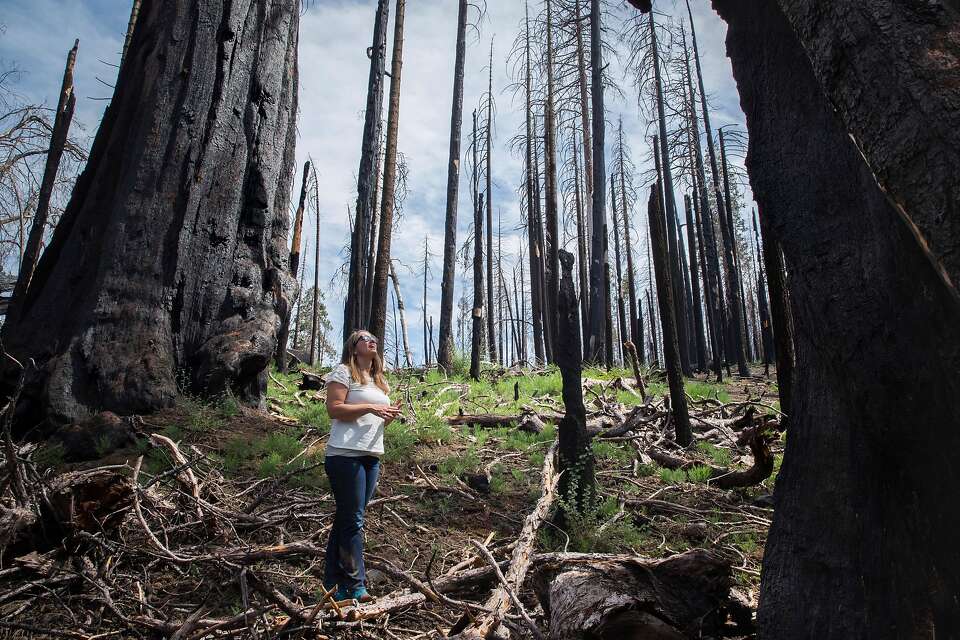 Giant sequoias — long survivors of the forest — succumbing to climate ...