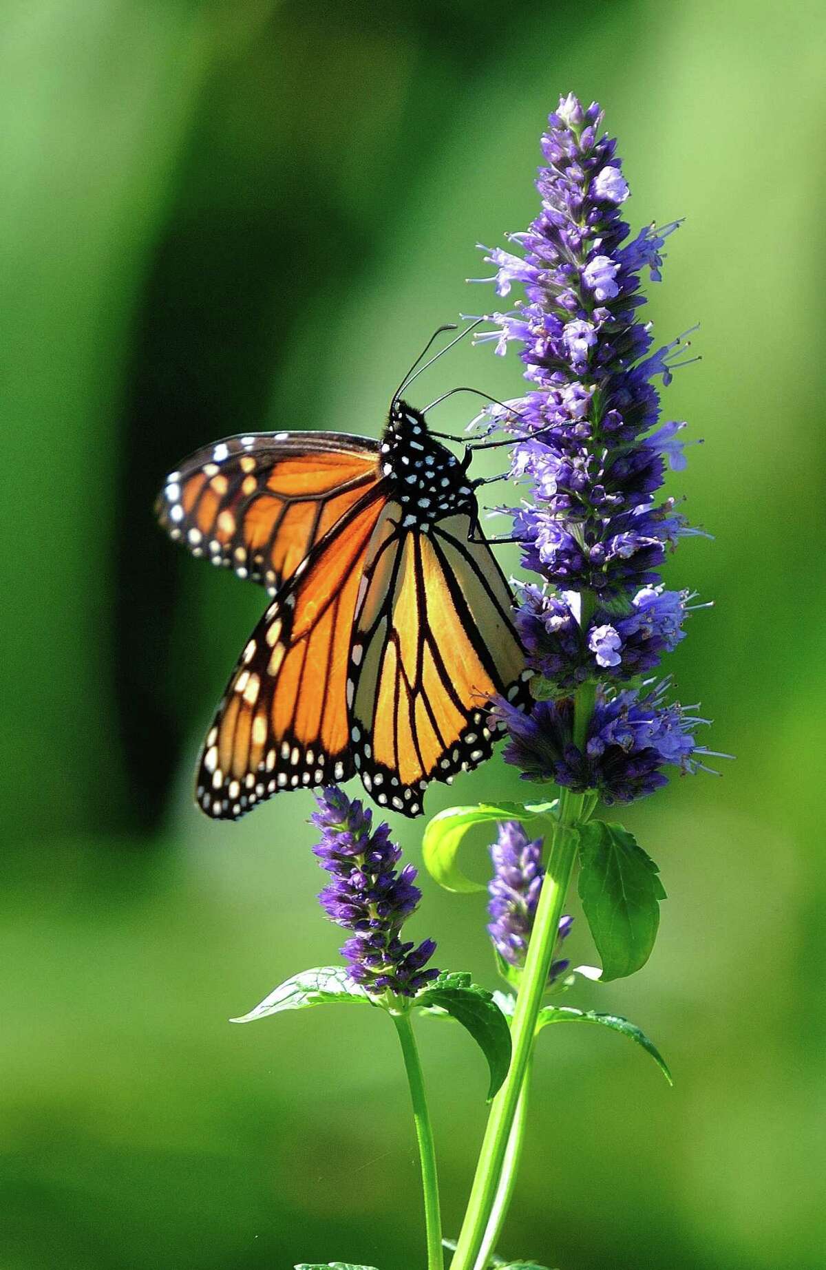 Fall blooms to attract butterflies and hummingbirds to your San Antonio ...