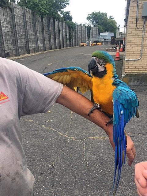 Parrot reunited with owner in Fairfield