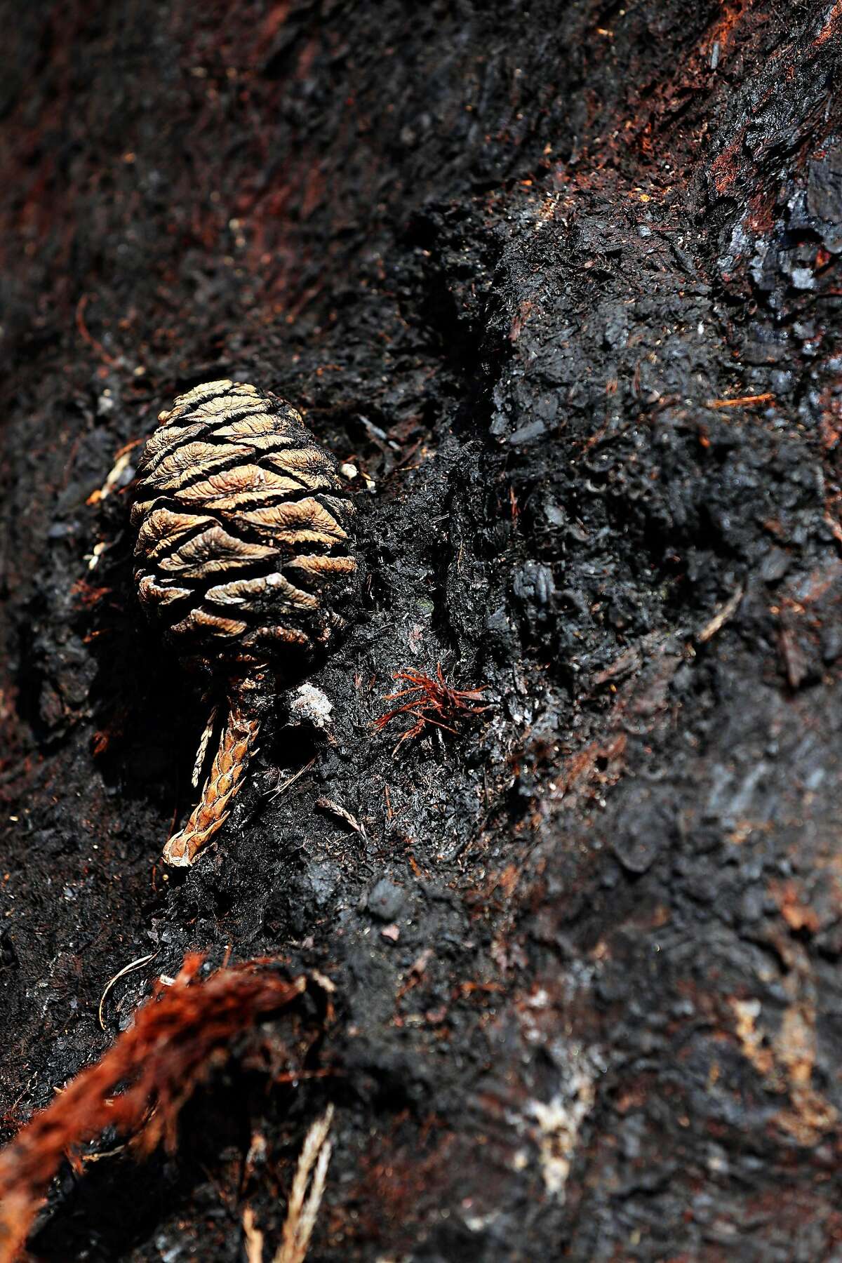 Giant sequoias — long survivors of the forest — succumbing to climate ...