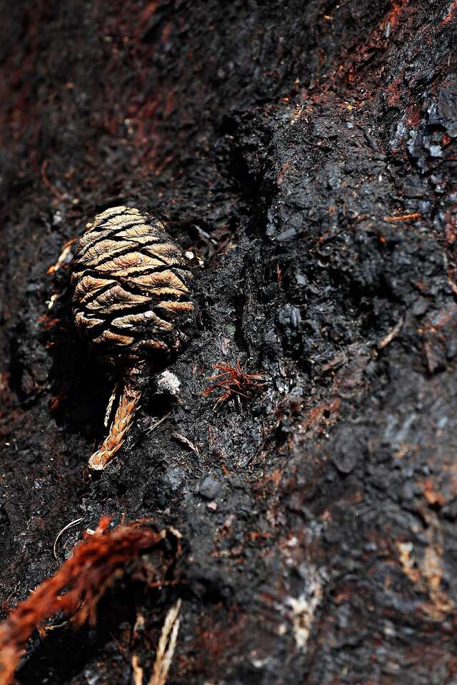 Giant sequoias — long survivors of the forest — succumbing to climate ...
