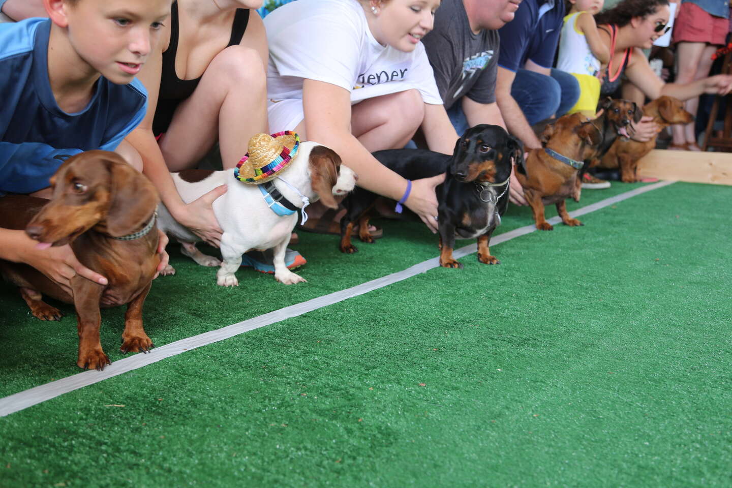 Weiner dog races coming back to Das Festival of Kendall