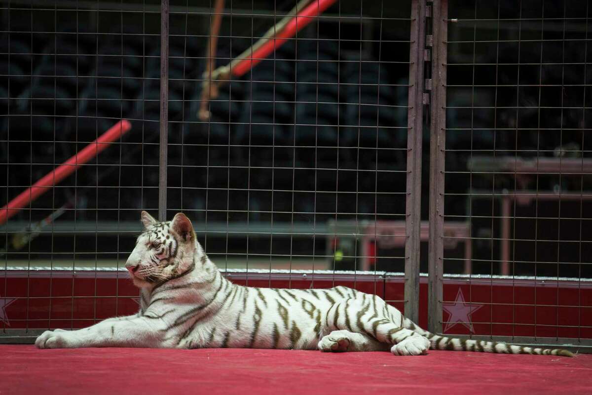 An unspoken bond between trainers and their circus animals