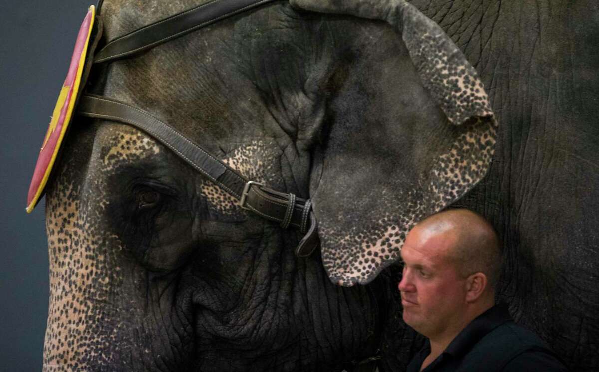 An unspoken bond between trainers and their circus animals
