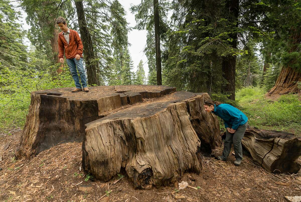 Biggest private sequoia grove to be preserved in deal with Redwoods League Biggest private sequoia grove to be preserved in deal with Redwoods League