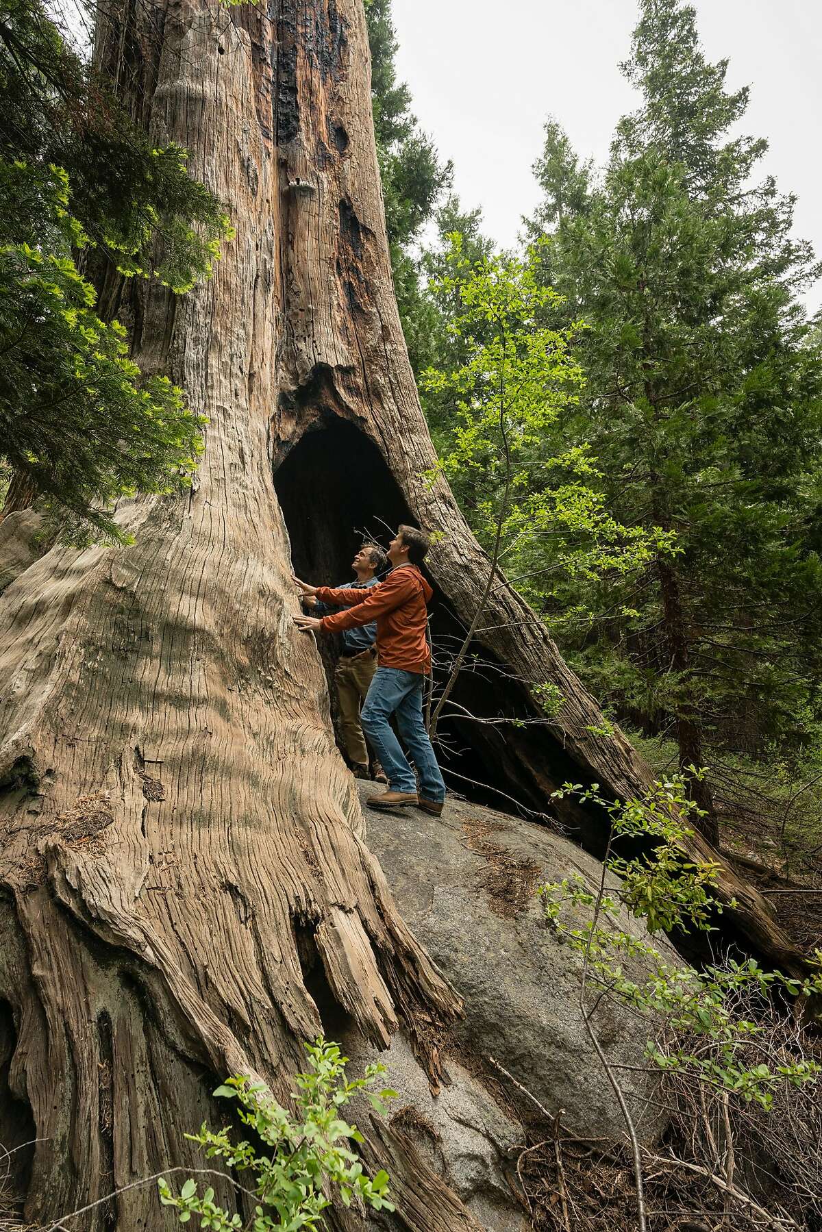 Biggest private sequoia grove to be preserved in deal with Redwoods League