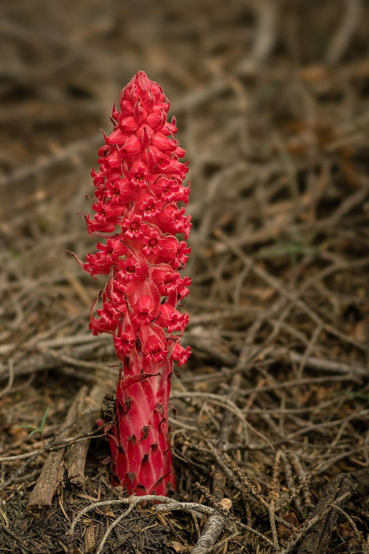 Biggest private sequoia grove to be preserved in deal with Redwoods League