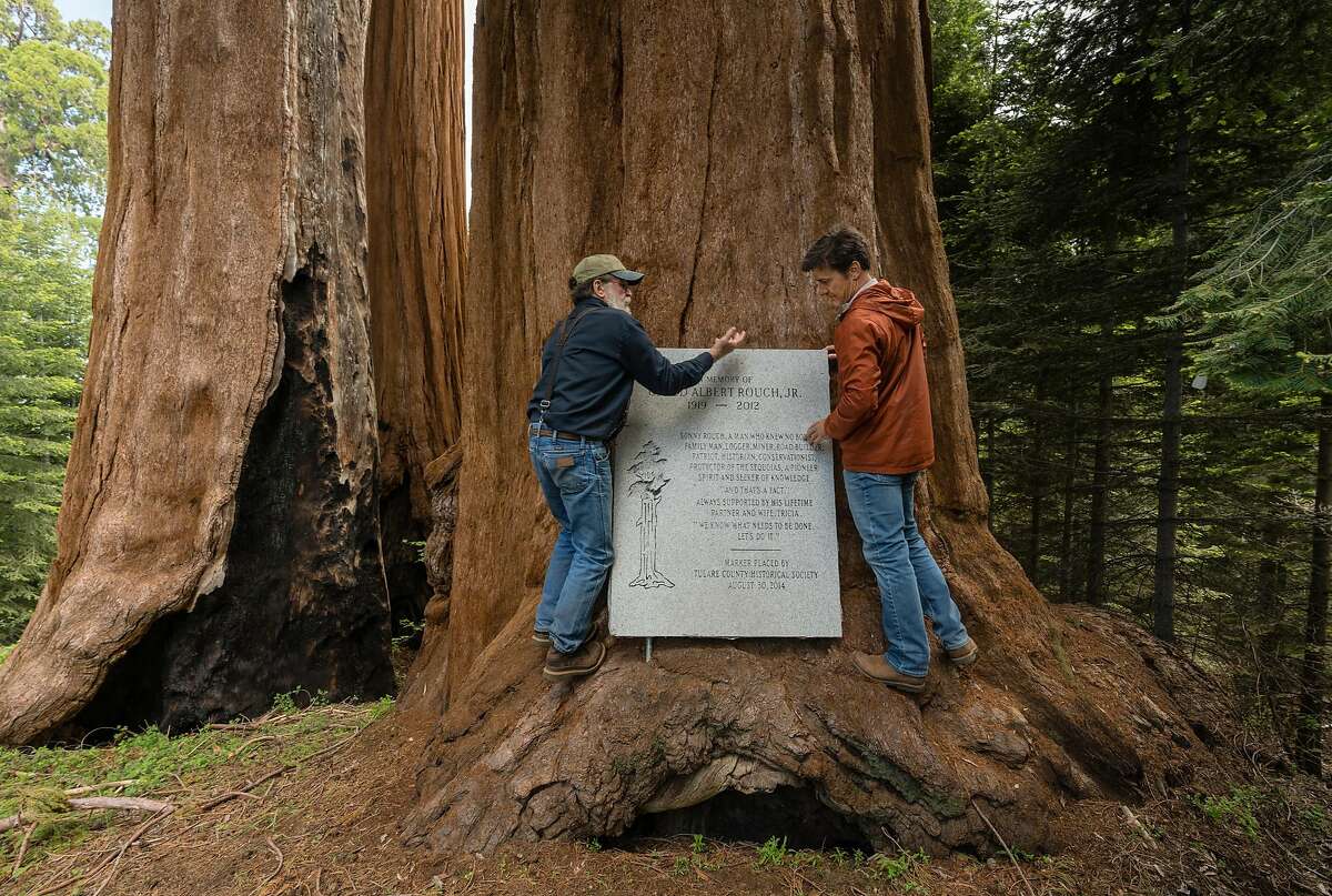 Biggest private sequoia grove to be preserved in deal with Redwoods League