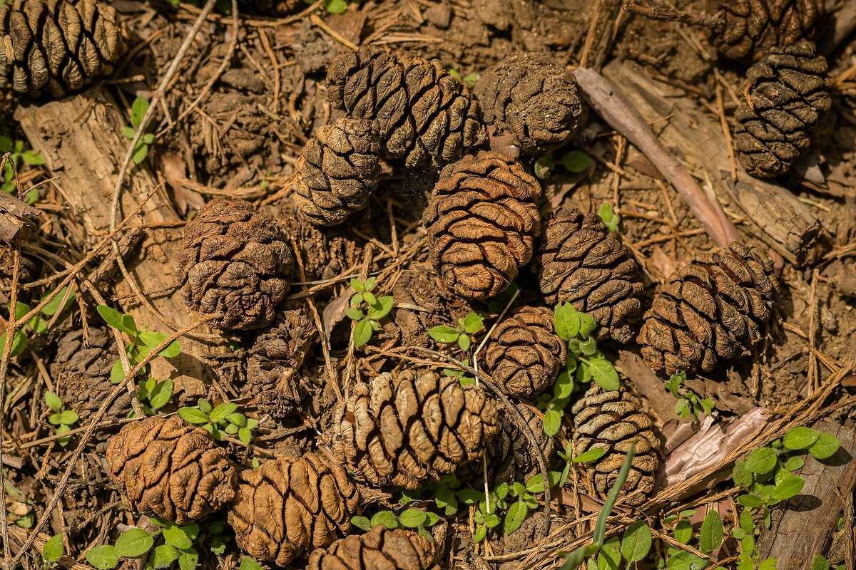 Biggest private sequoia grove to be preserved in deal with Redwoods League