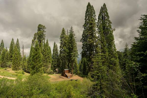 Biggest private sequoia grove to be preserved in deal with Redwoods ... Biggest private sequoia grove to be preserved in deal with Redwoods ...