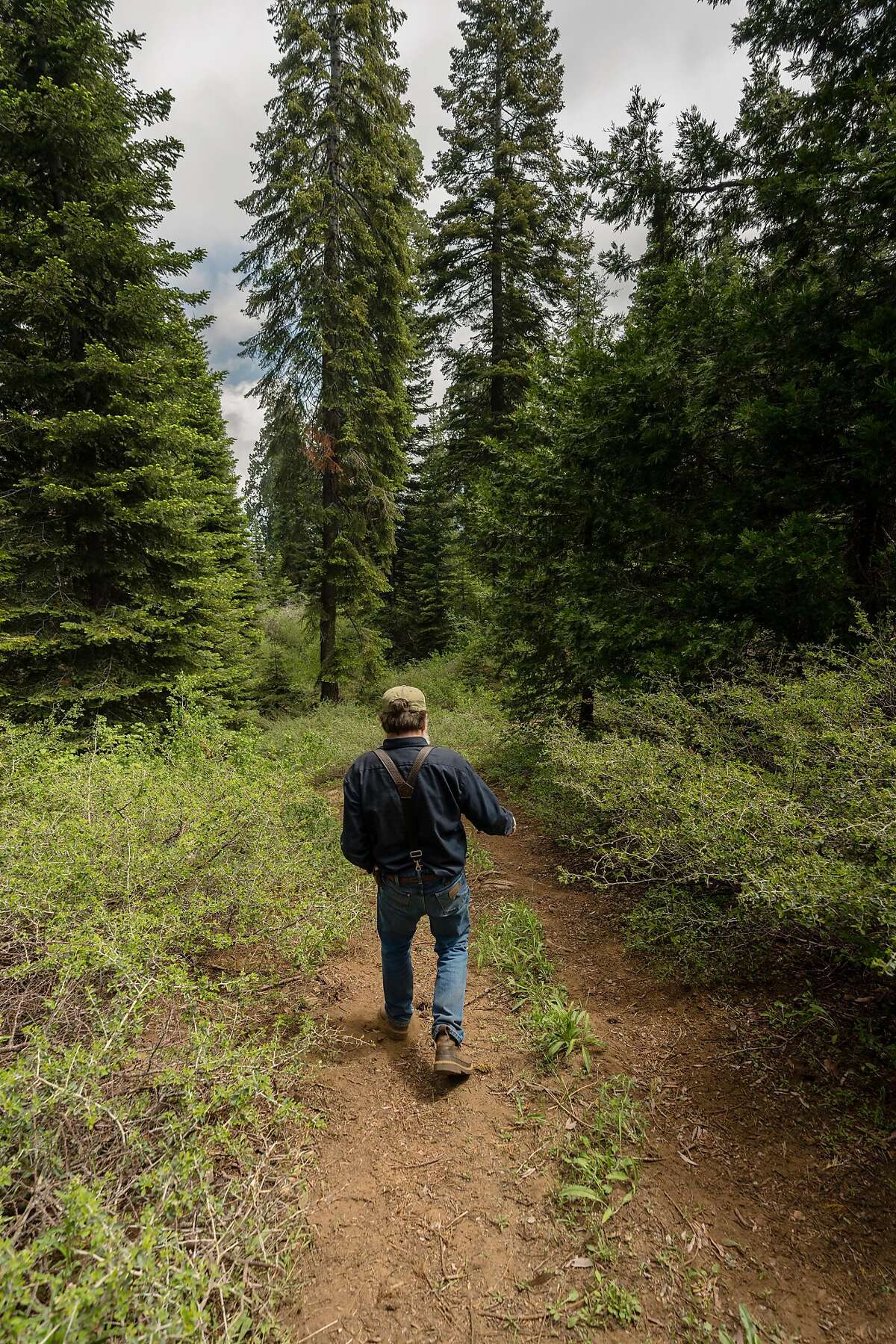 Biggest private sequoia grove to be preserved in deal with Redwoods League