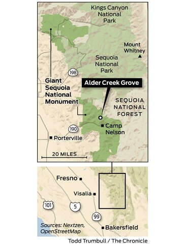 Biggest private sequoia grove to be preserved in deal with Redwoods League
