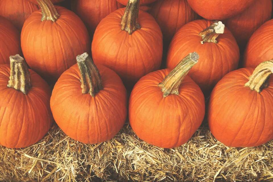 Here's where to find pumpkin patches in San Antonio this fall