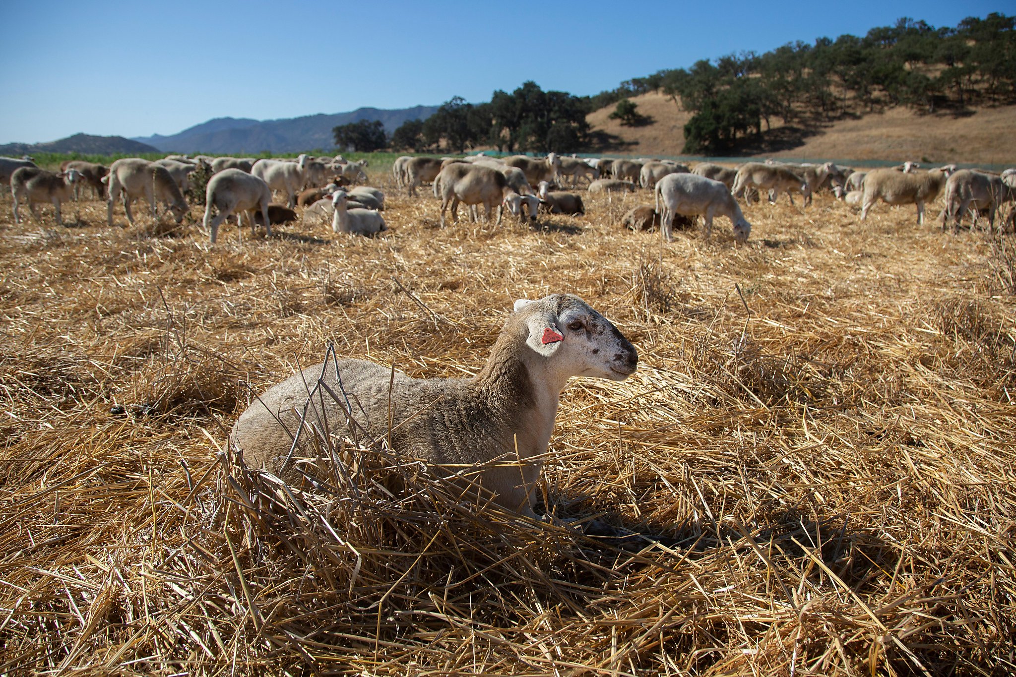 California farms, ranches strive to adapt as climate warms — it’s a ...