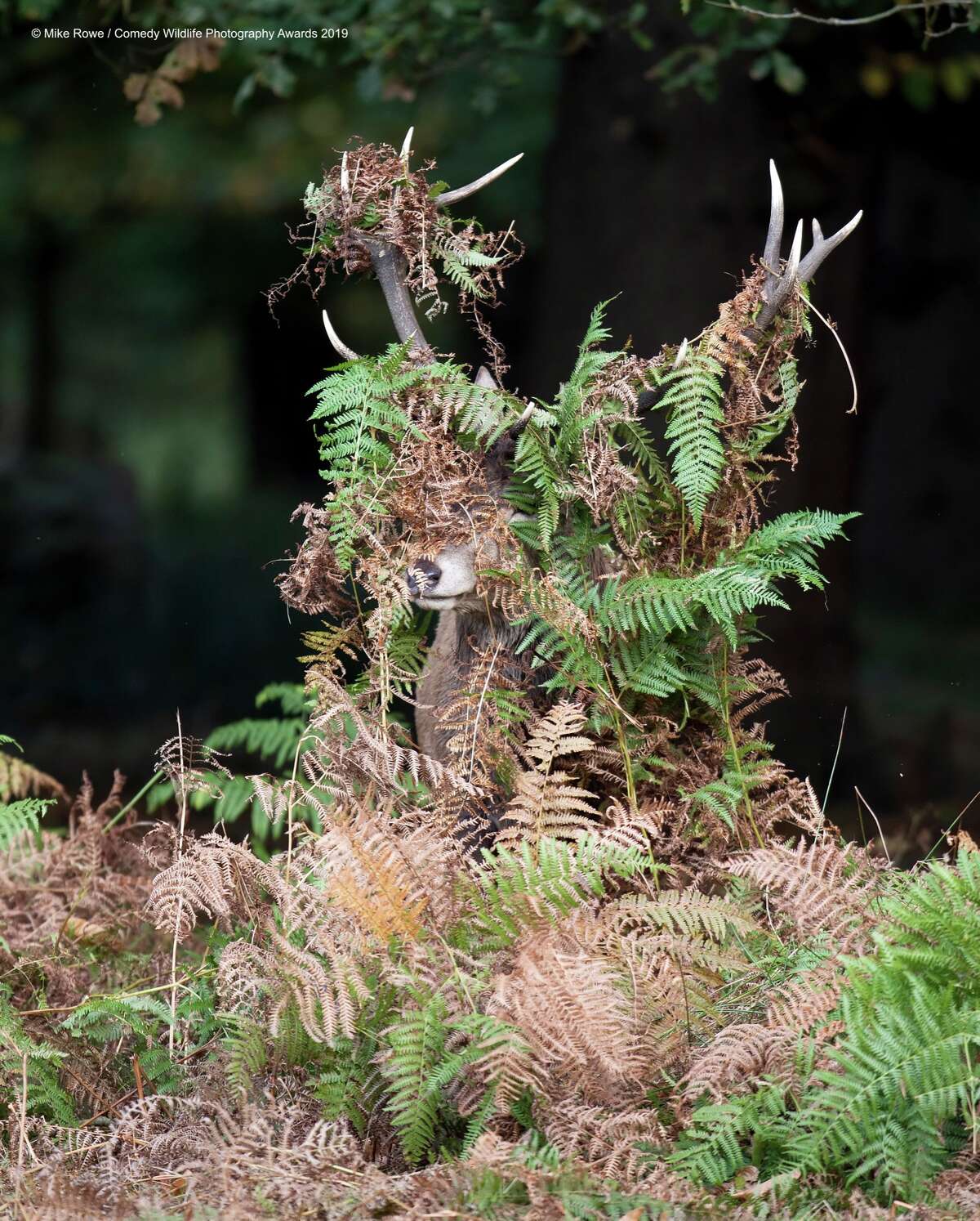 'Grab life by the ...' judged most hilarious Comedy Wildlife photo