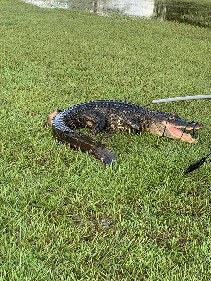 Alligator captured on Houston-area school campus after Imelda