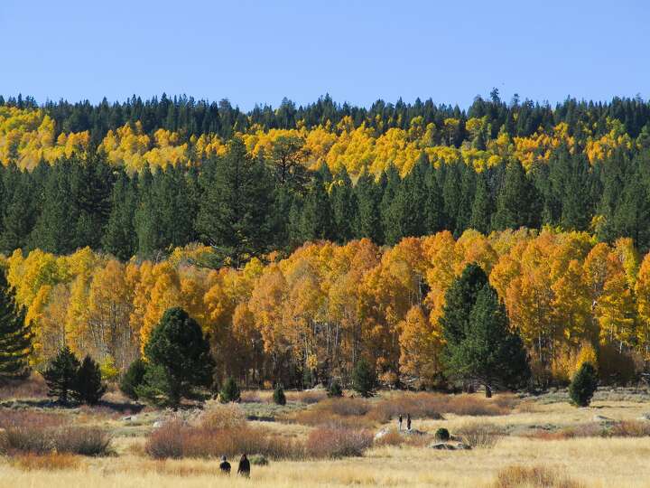 15 of the best places to see fall leaves near the Bay Area