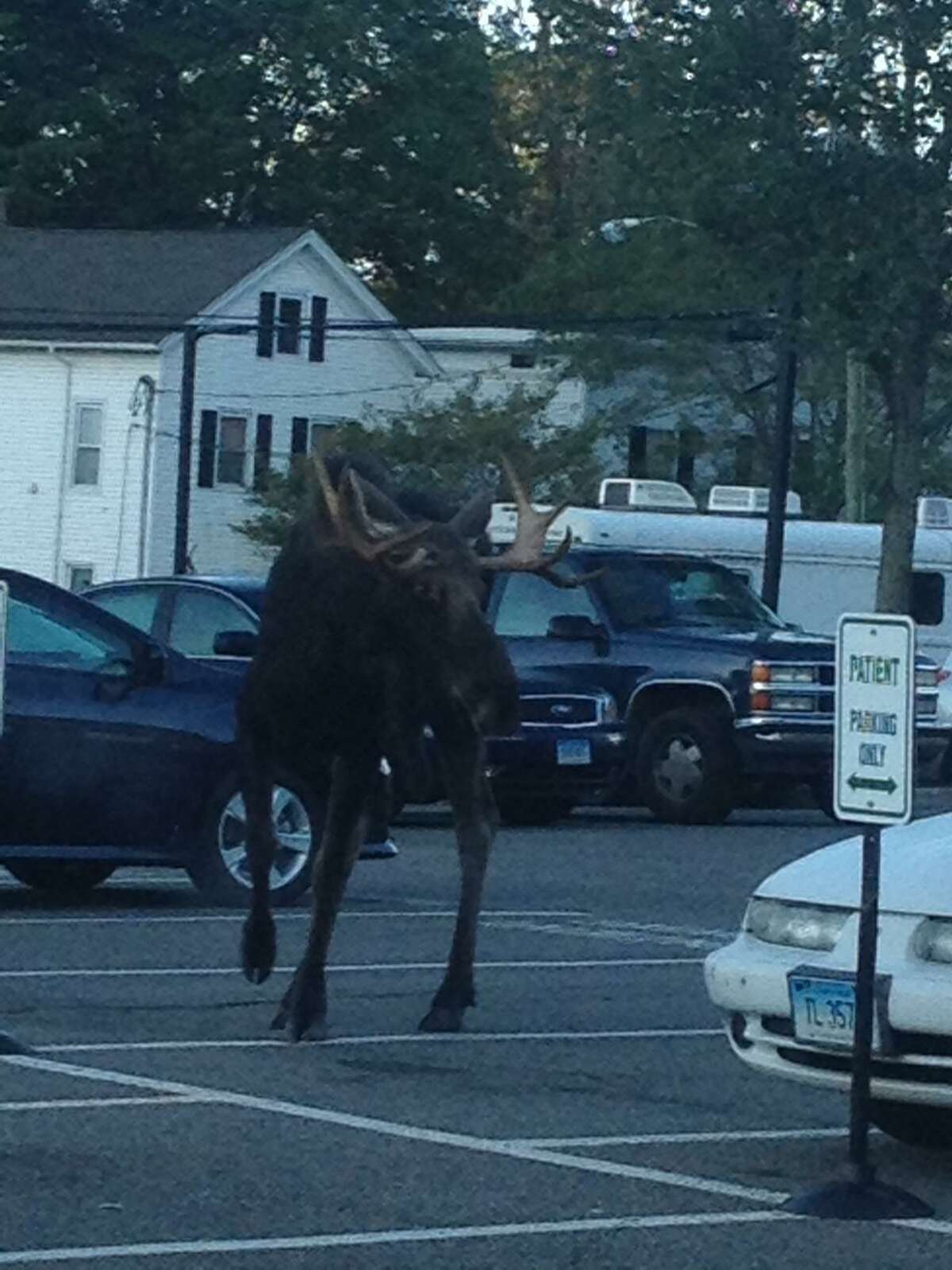 DEEP: Chance of hitting deer and moose increases this season