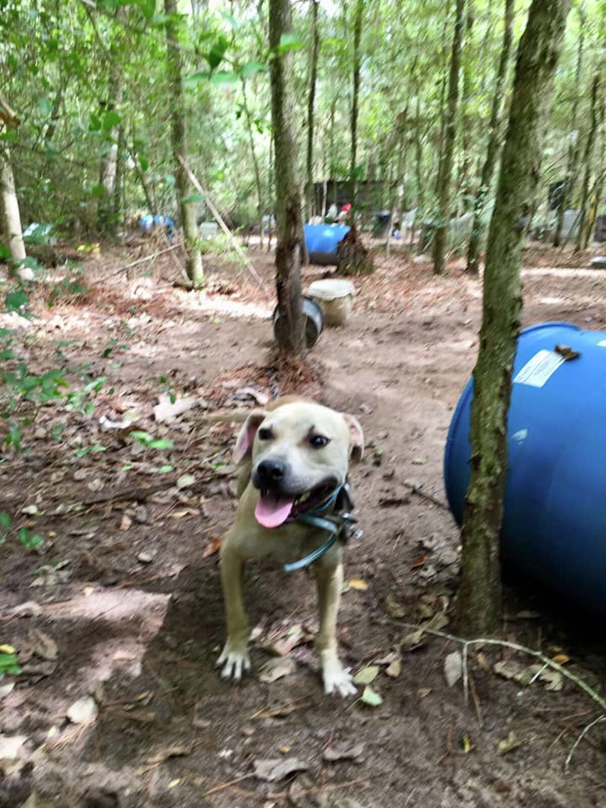15 dogs rescued after being found deserted, chained up in wooded area ...