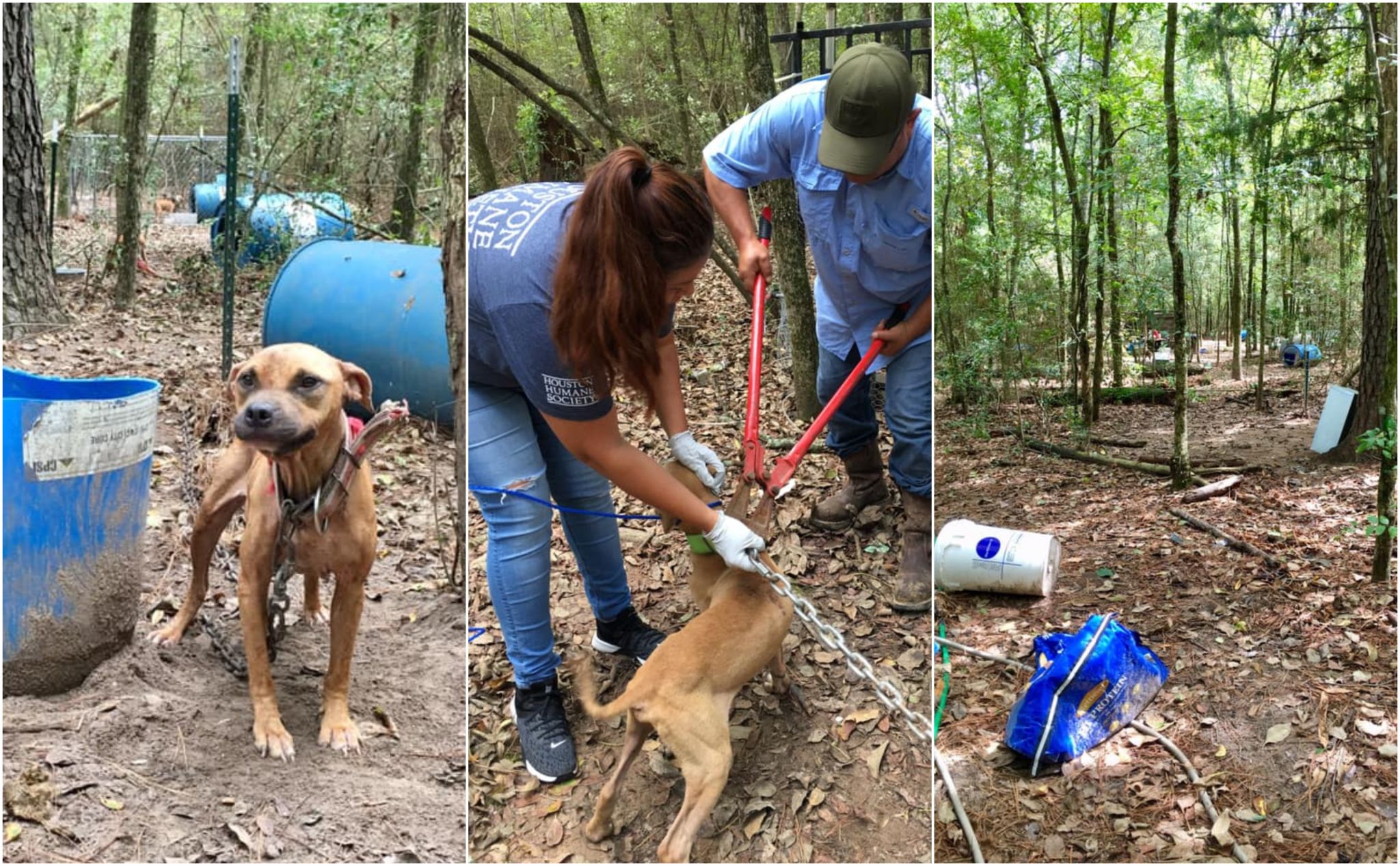 15 dogs rescued after being found deserted, chained up in wooded area ...