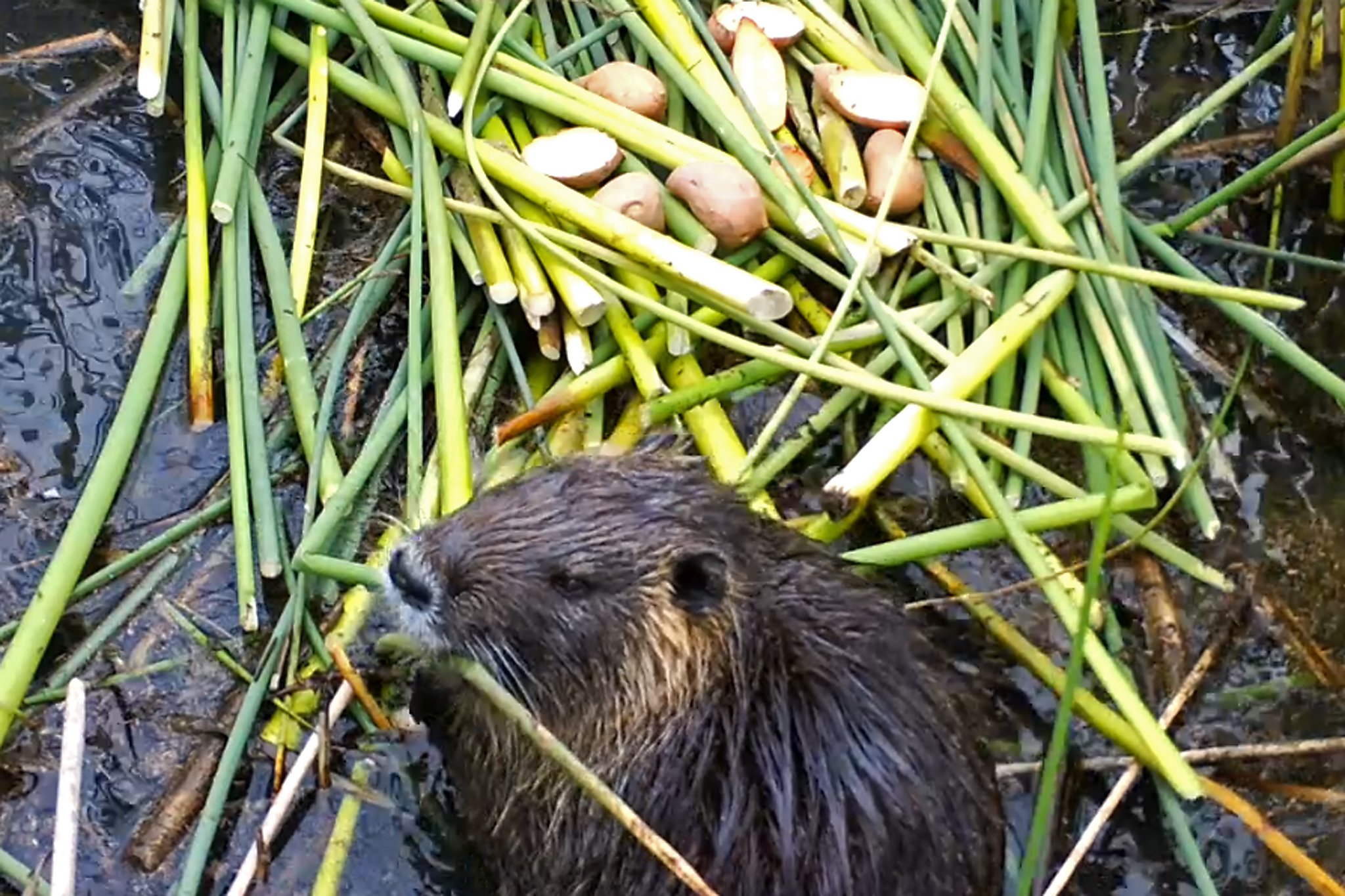 Voracious swamp rodents set off alarms in California