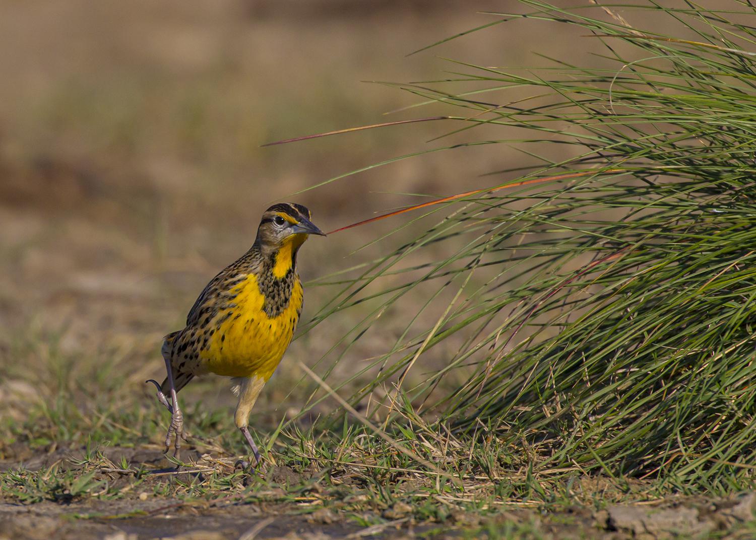 Heartache over declining bird populations