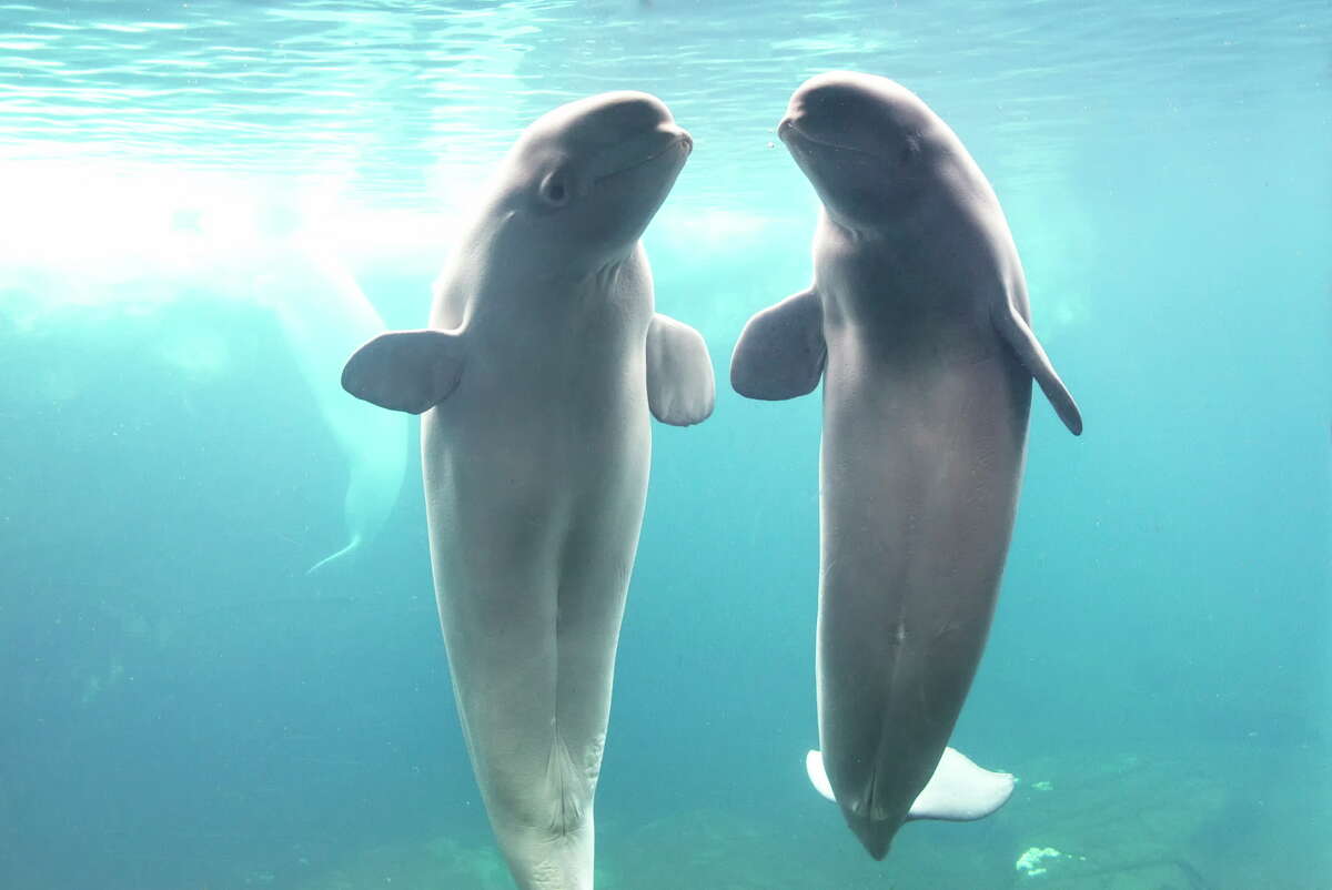 Two new beluga whales join SeaWorld San Antonio's pod