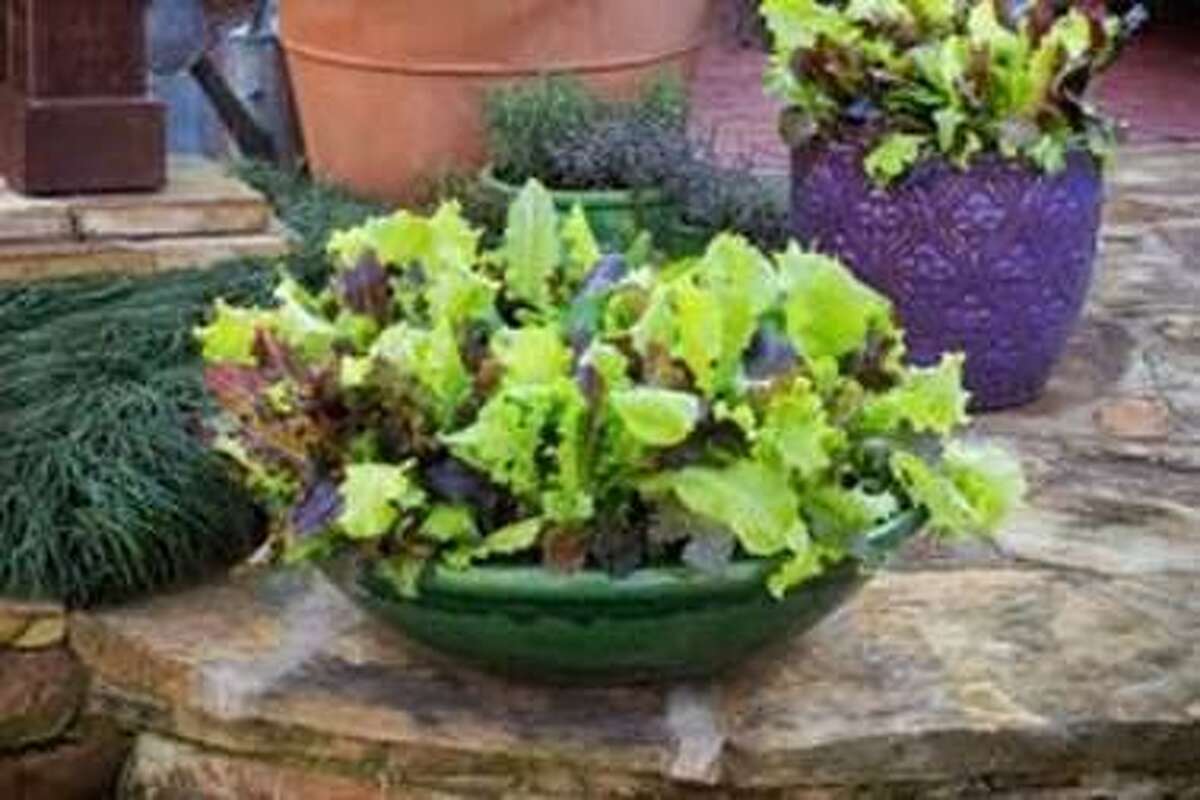 In Houston, fall vegetable gardening means planting greens