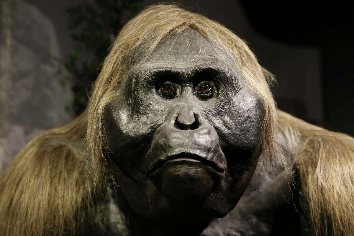 Witte Museum’s big fall show features mermaids, dragons, unicorns