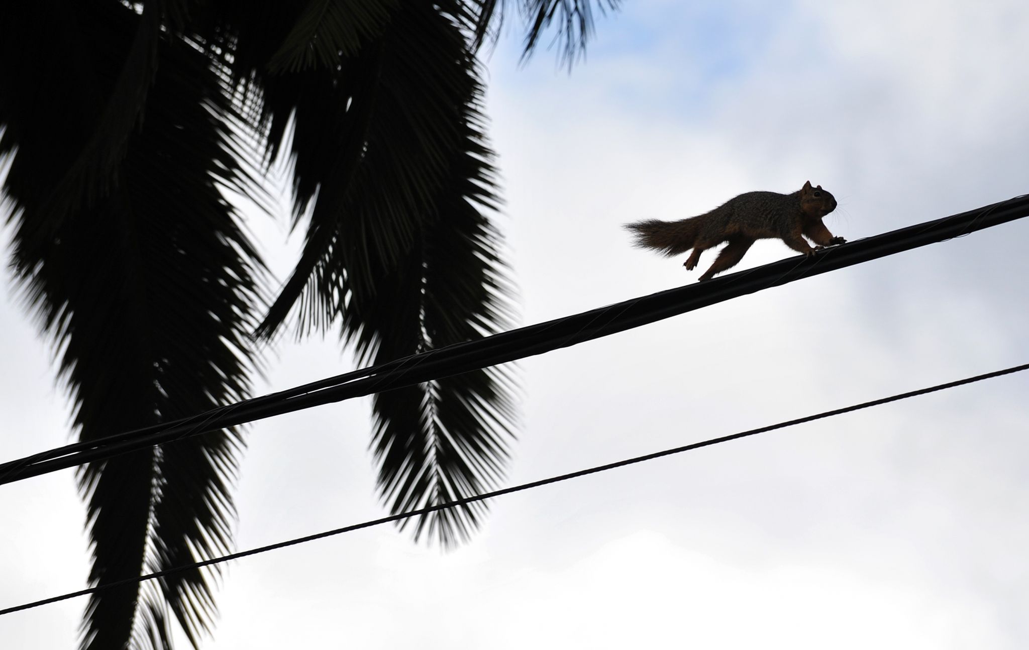 Squirrel's contact with electric transformer blacks out parts of New ...