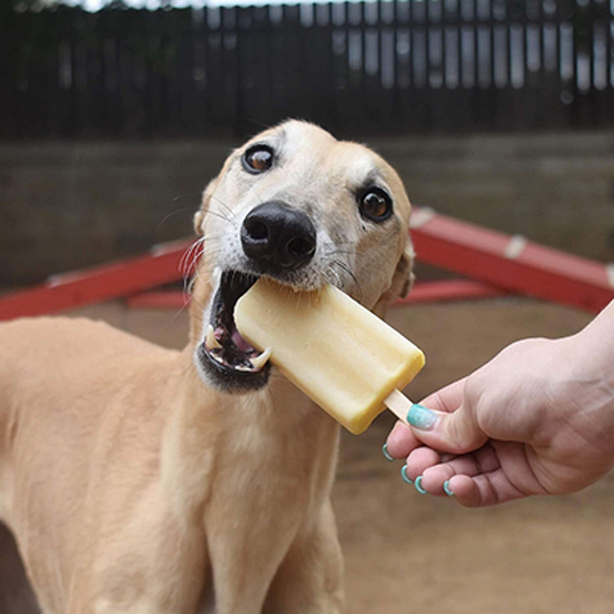 'Pawsicles' is a San Antonio company that makes paletas for dogs