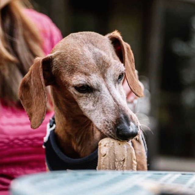'Pawsicles' is a San Antonio company that makes paletas for dogs