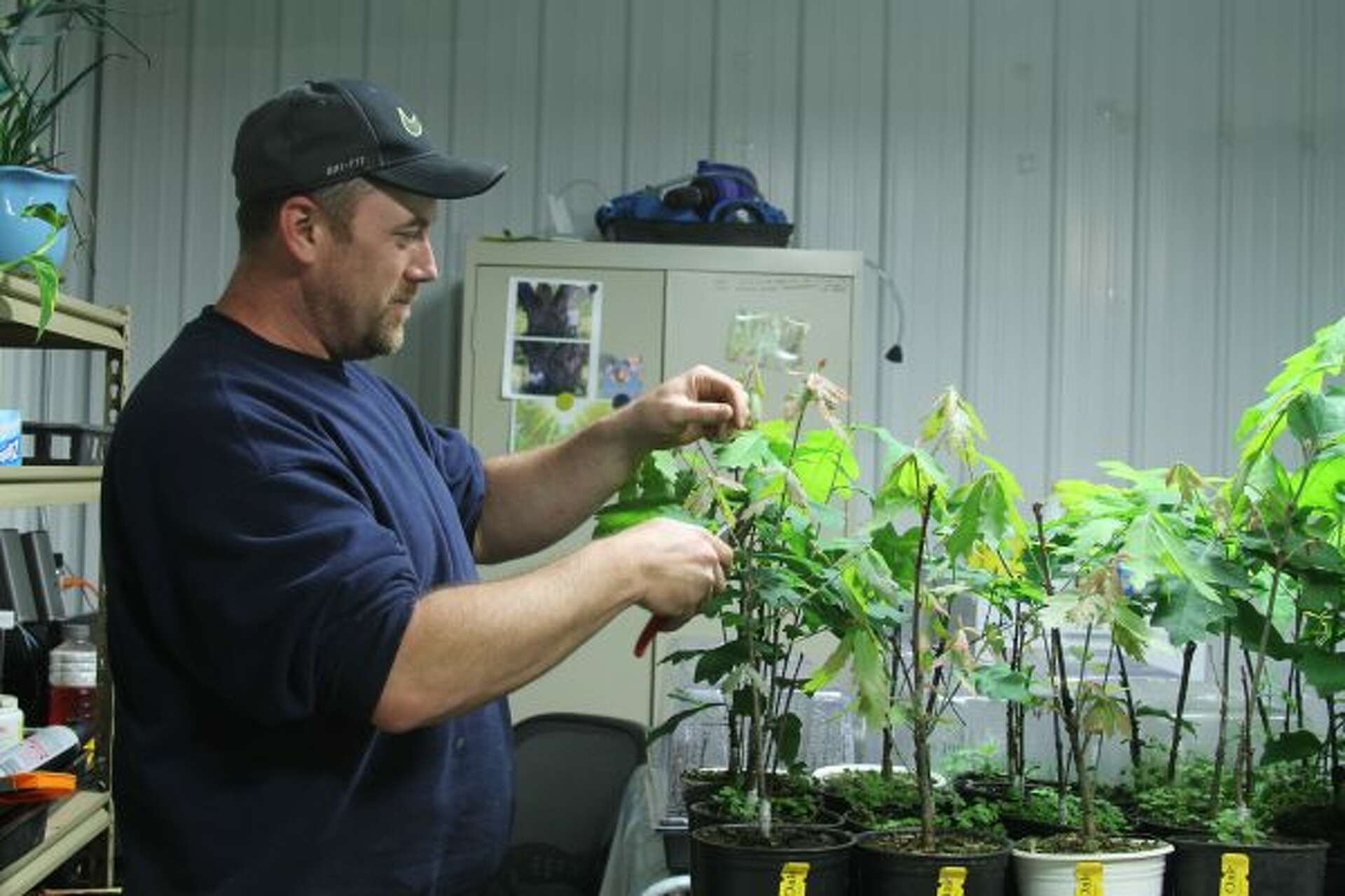 New Life for Ancient Trees: Copemish's Milarchs continue charge to ...