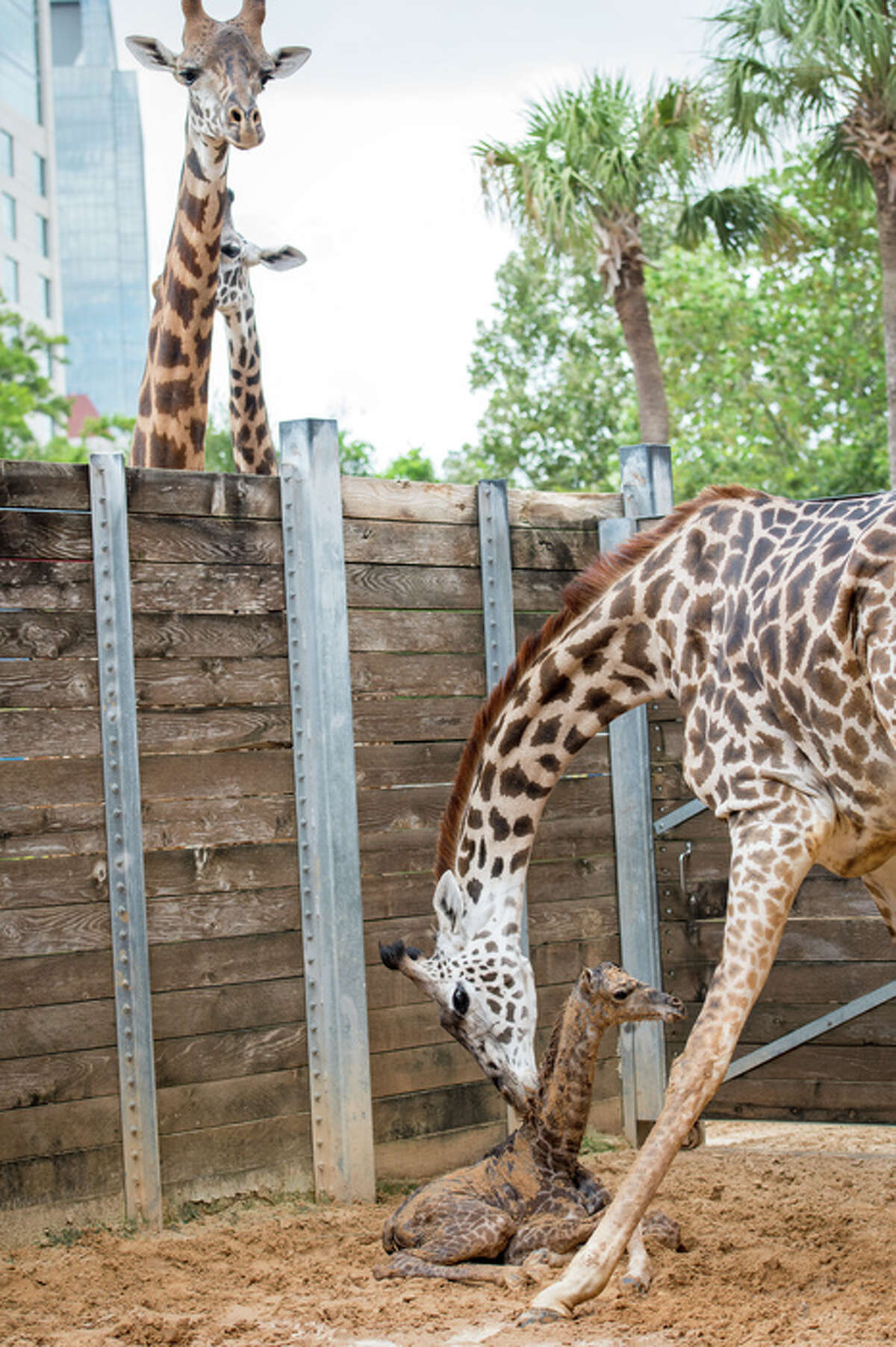 Houston Zoo welcomes baby Masai giraffe to its herd