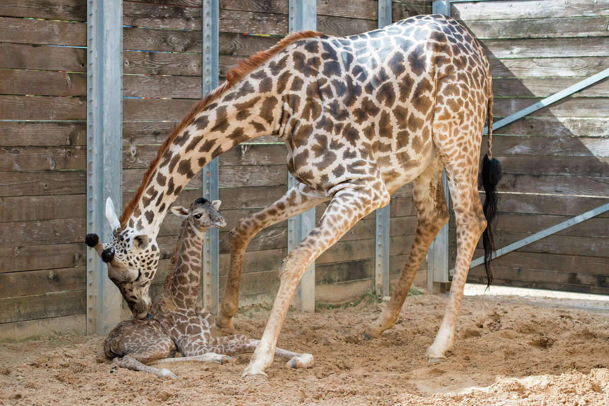 Houston Zoo welcomes baby Masai giraffe to its herd