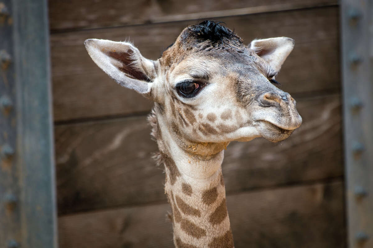 Houston Zoo welcomes baby Masai giraffe to its herd