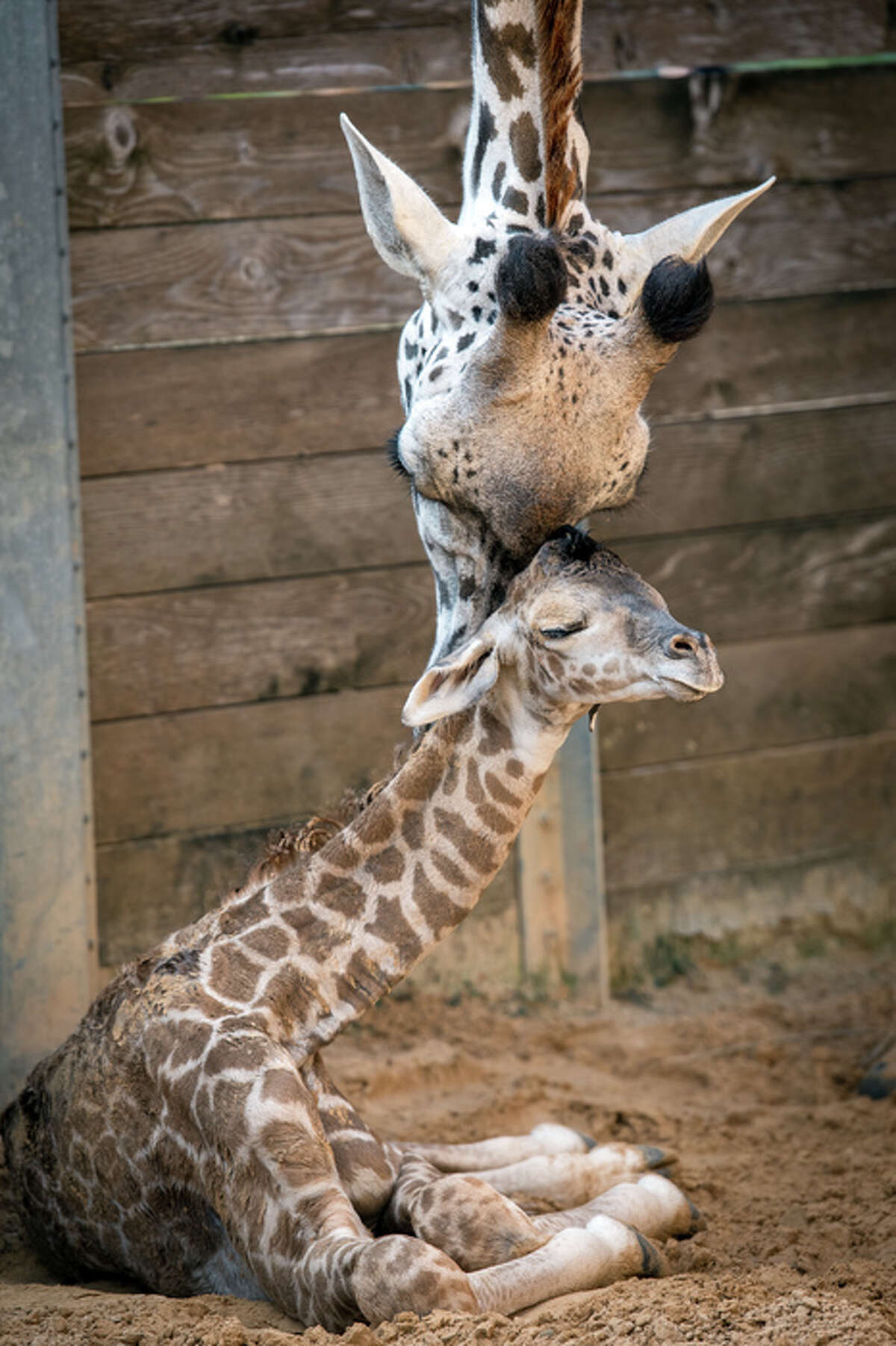 Houston Zoo welcomes baby Masai giraffe to its herd
