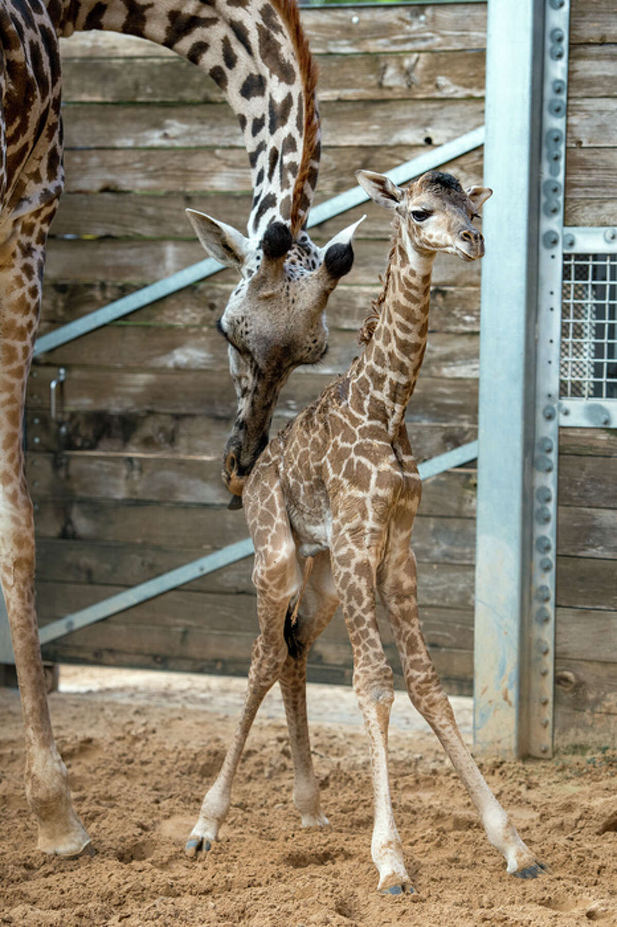 Houston Zoo welcomes baby Masai giraffe to its herd