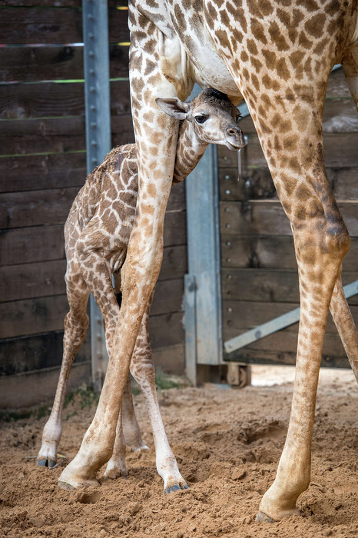 Houston Zoo welcomes baby Masai giraffe to its herd
