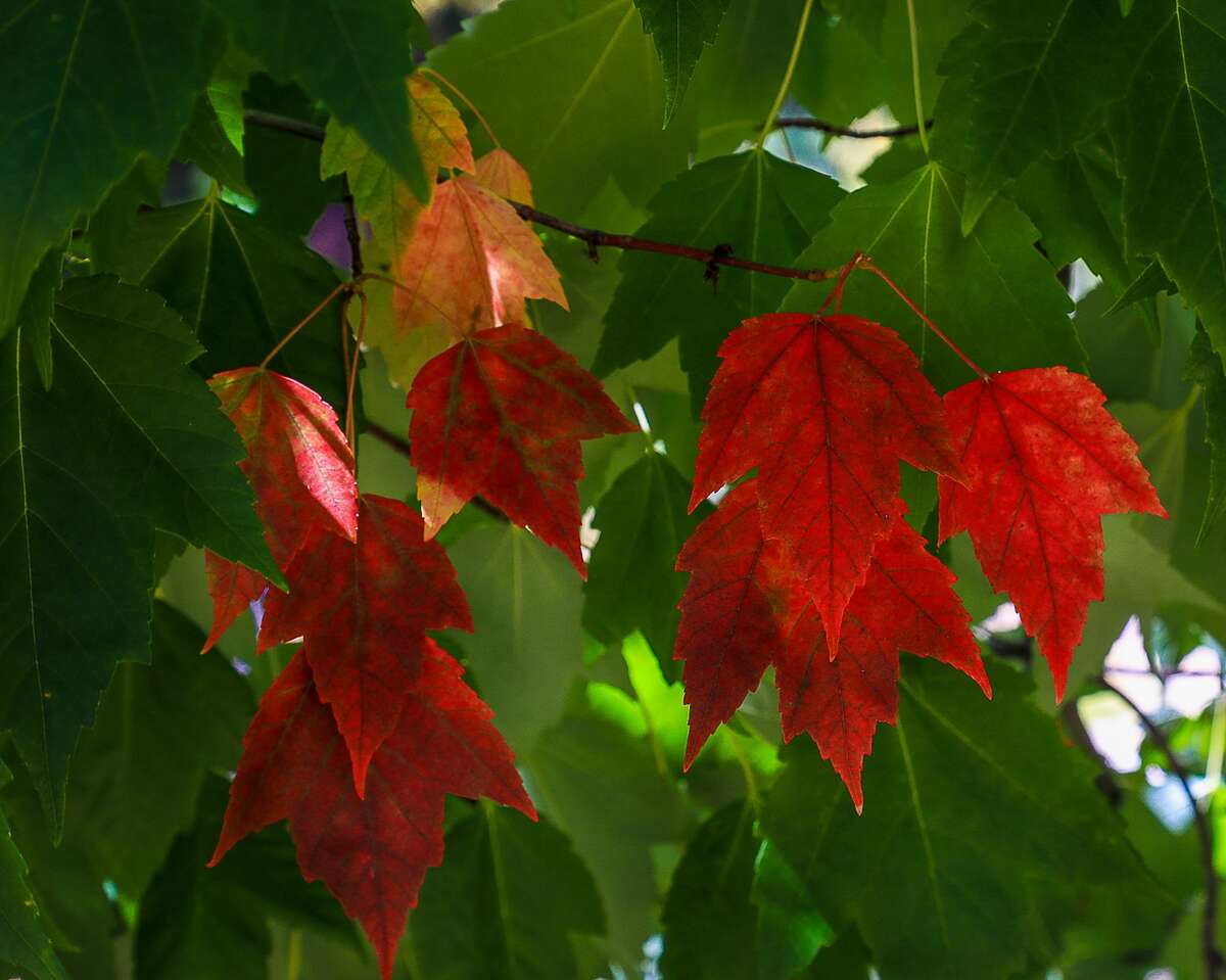 Go now! Brilliant fall colors peak in Eastern Sierra