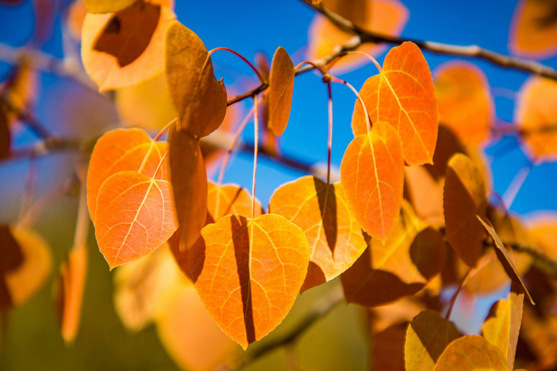 Go now! Brilliant fall colors peak in Eastern Sierra