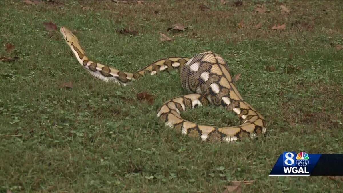 Python with full stomach found in couple's backyard -- what did she eat?