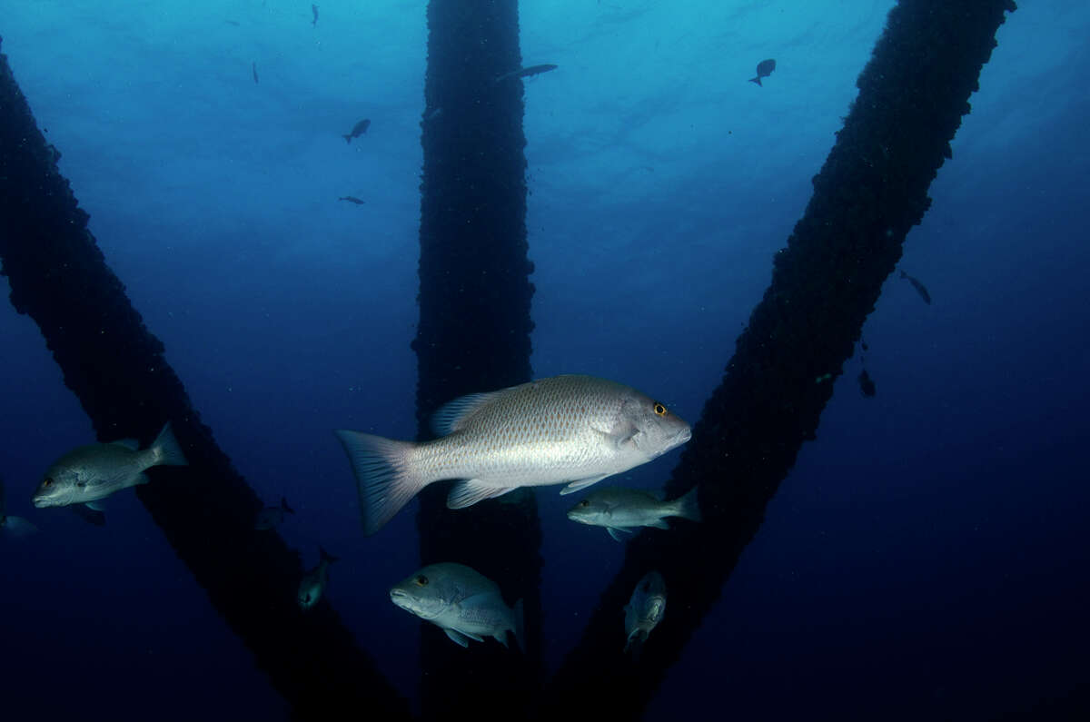 How an offshore oil rig becomes an artificial reef