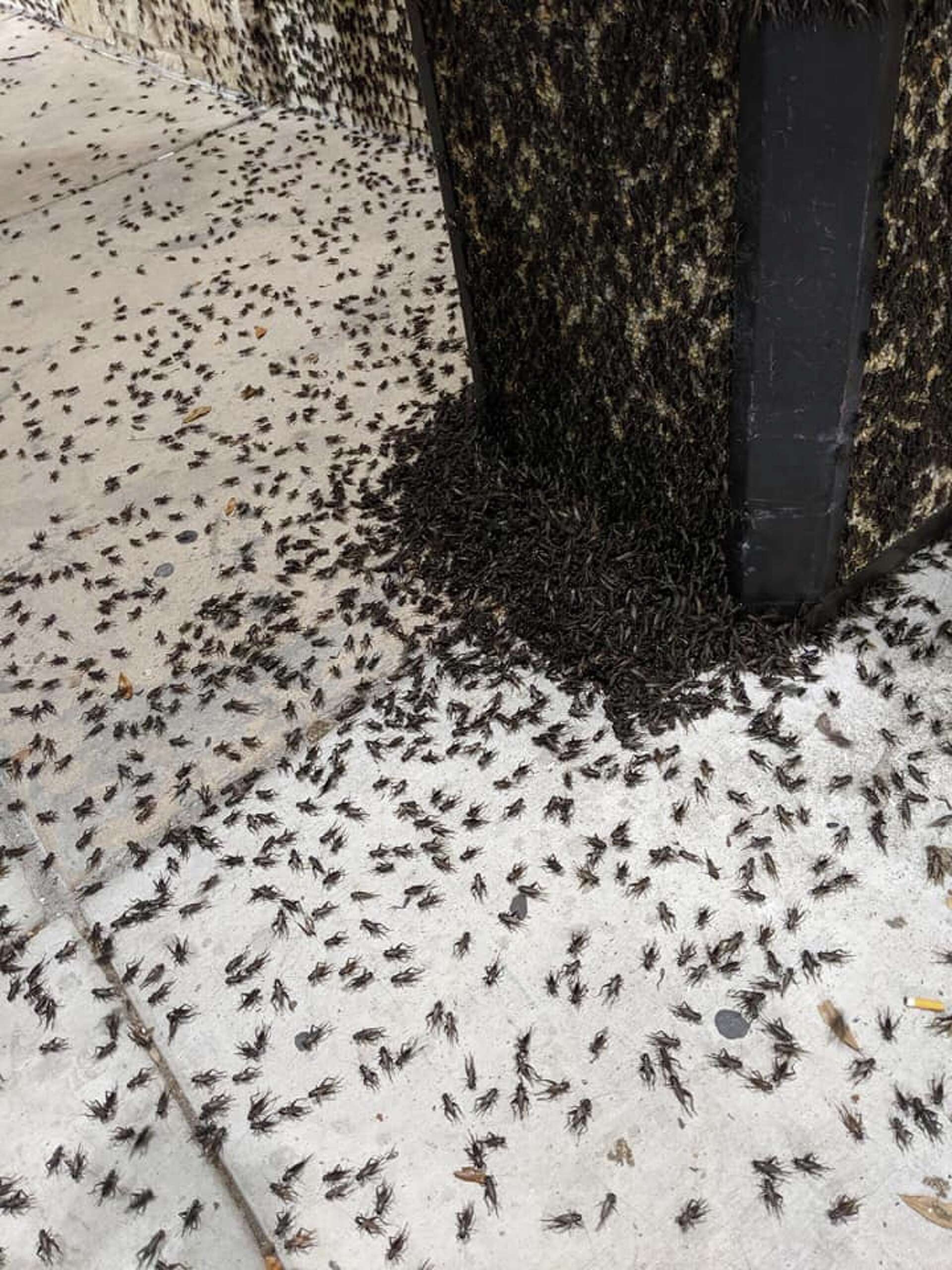 'Creepy' sea creature known for painful sting spotted in Port Isabel