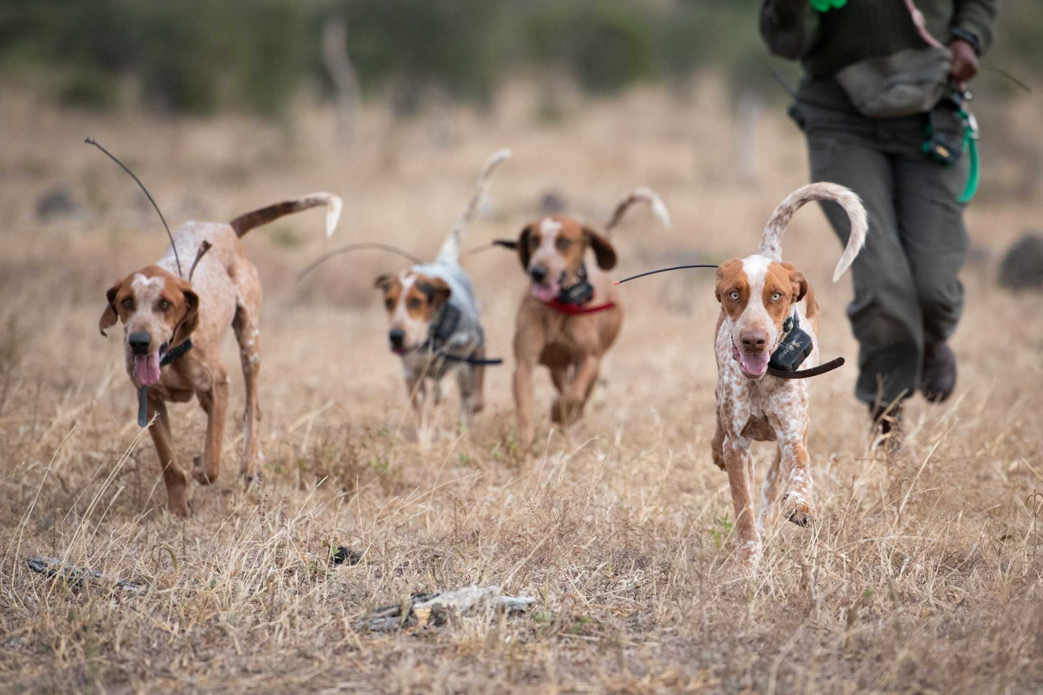 South Texas-trained dogs keeping rhino poachers at bay in South Africa ...