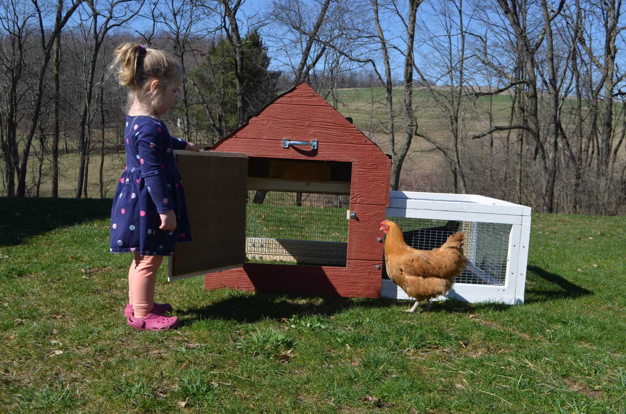 Chicken rental program expands to cover all of Connecticut