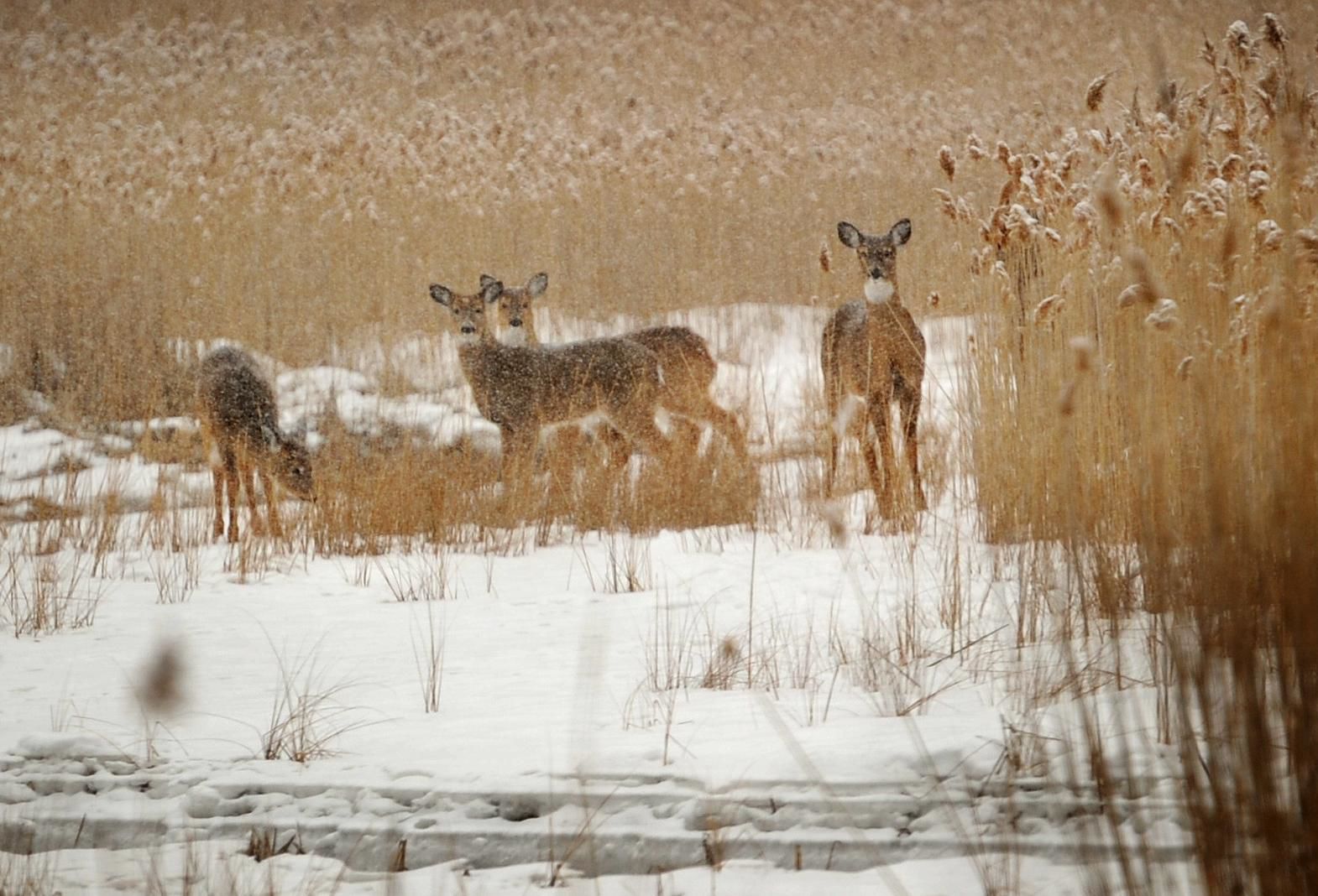 Deer hunting season opens